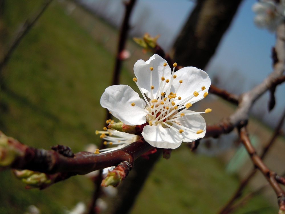 Zwetschke - Naturkalender ZAMG