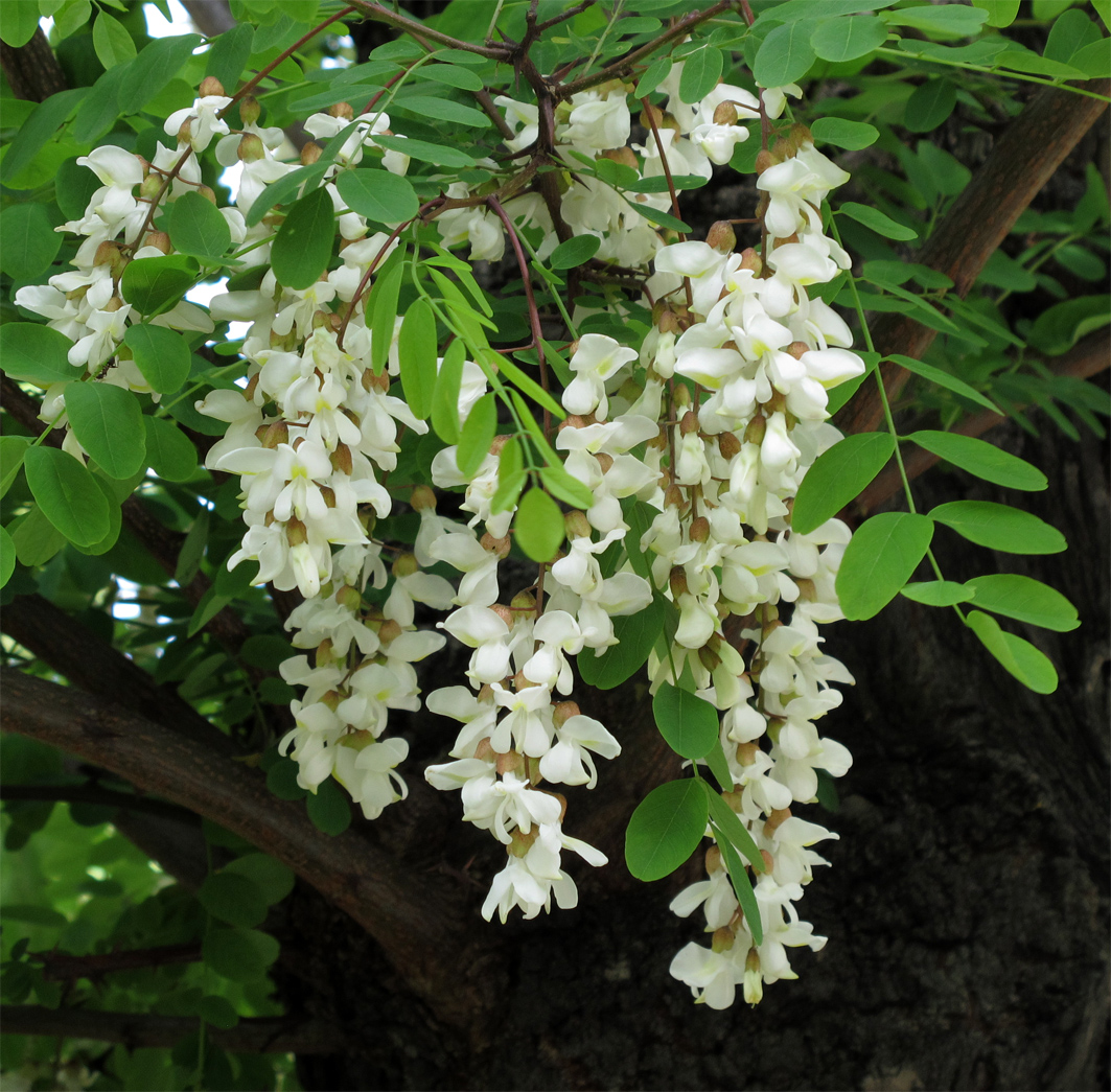 Robinie - Naturkalender ZAMG