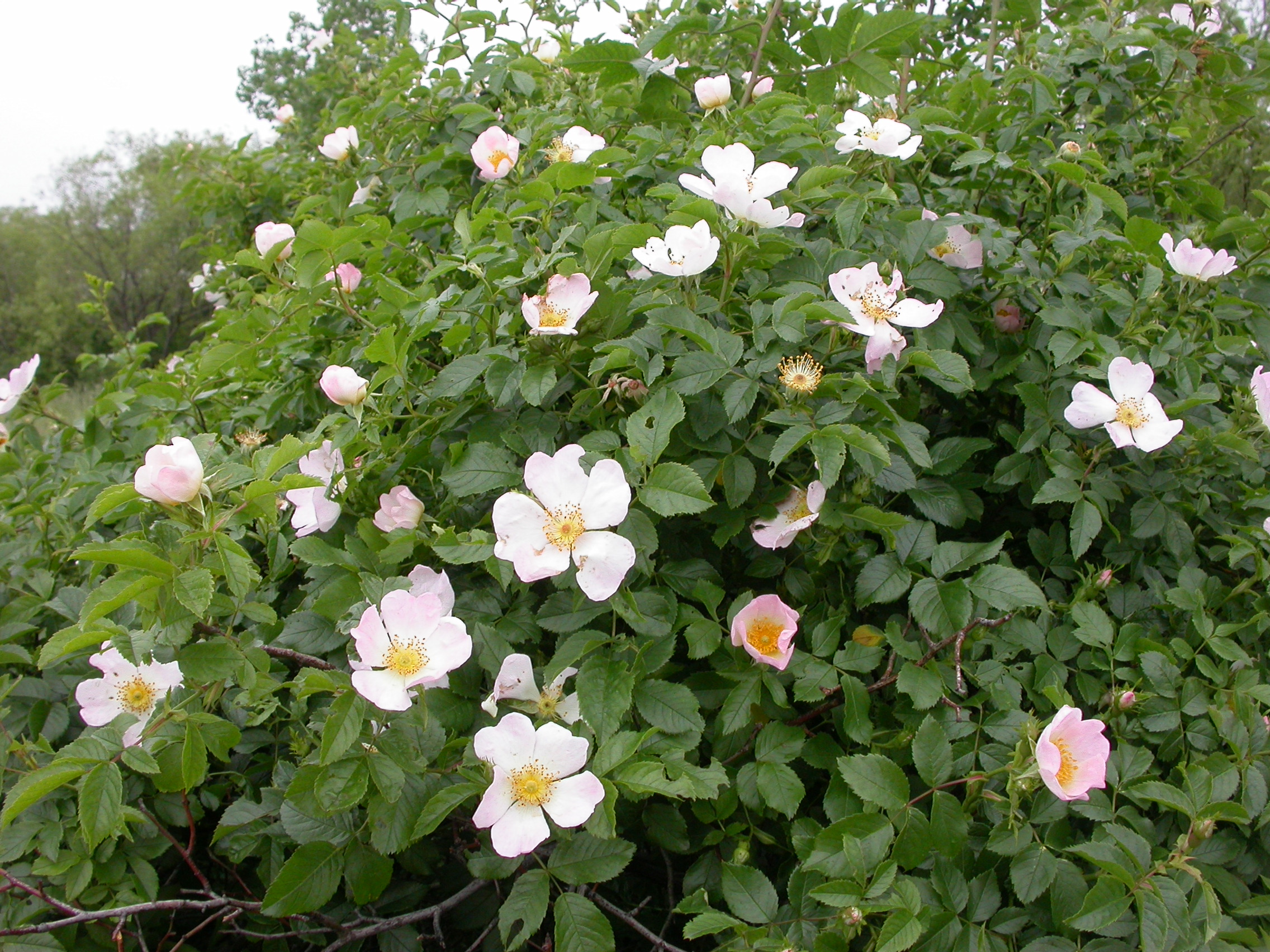 Hunds-Rose / Hecken-Rose - Naturkalender ZAMG